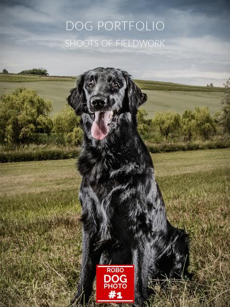 DOG PORTFOLIO - Shoots of fieldwork